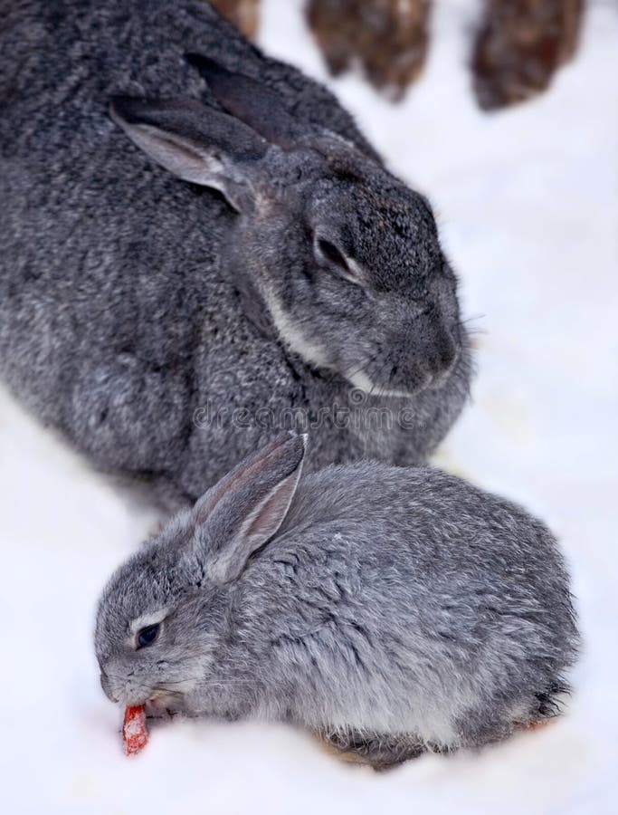 Doe and Fawn stock photo. Image of mammal, serene, fauna - 3012484