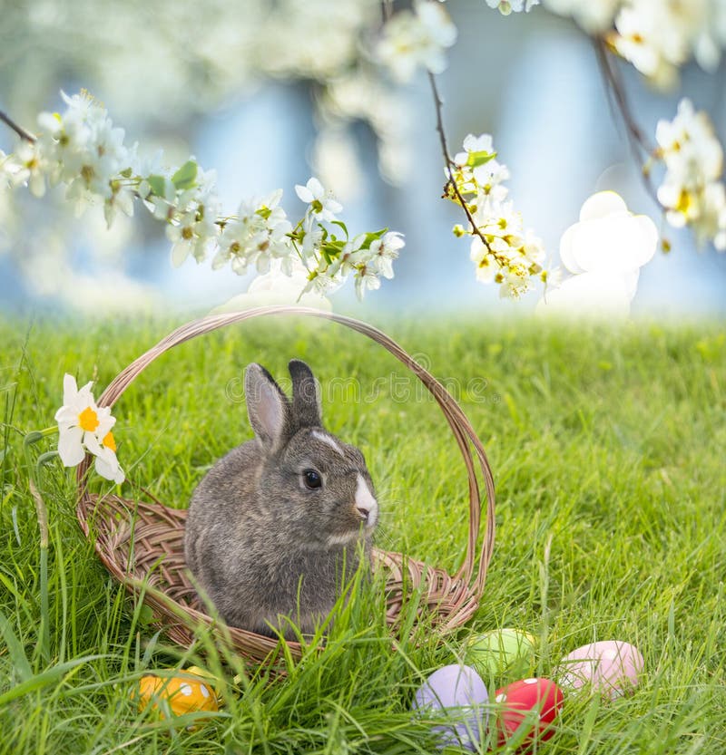 Rabbit and Easter Eggs in the Garden Grass Stock Image - Image of ...