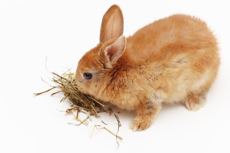 824 Rabbit Eating Hay Stock Photos - Free & Royalty-Free Stock Photos ...
