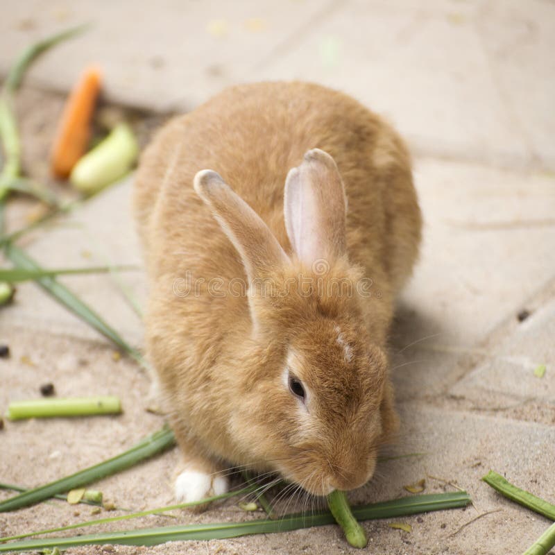 Little rabbit eating grass stock image. Image of live - 75029623