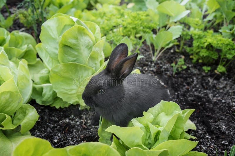 427 Rabbit Eating Lettuce Photos - Free & Royalty-Free Stock Photos ...