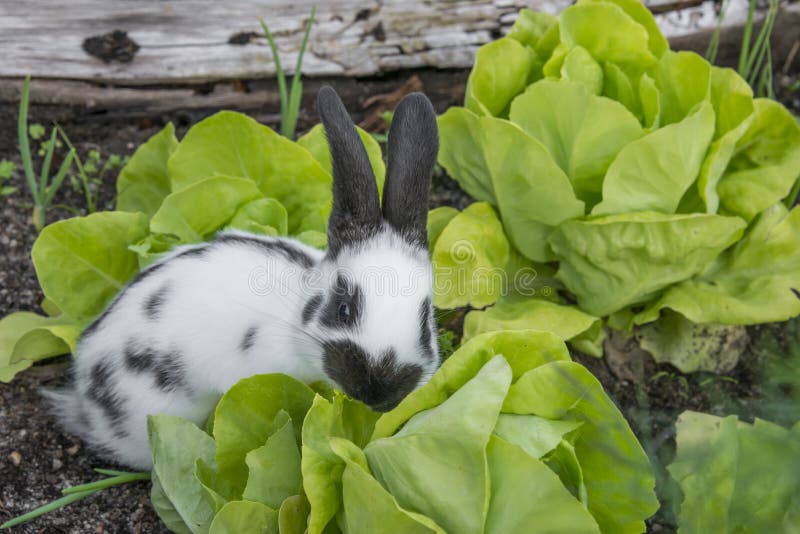Little Rabbit Eating Lettuce Stock Image - Image of spring, seasonal ...