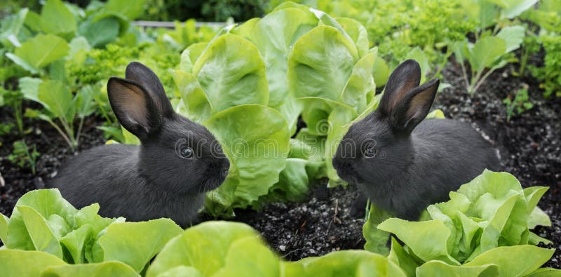 Little Rabbit Eating Lettuce Stock Photo - Image of rabbit, cute: 94499244