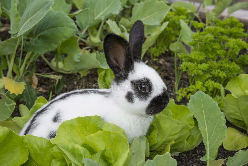 Little Rabbit stock photo. Image of flowers, animal, white - 26629130