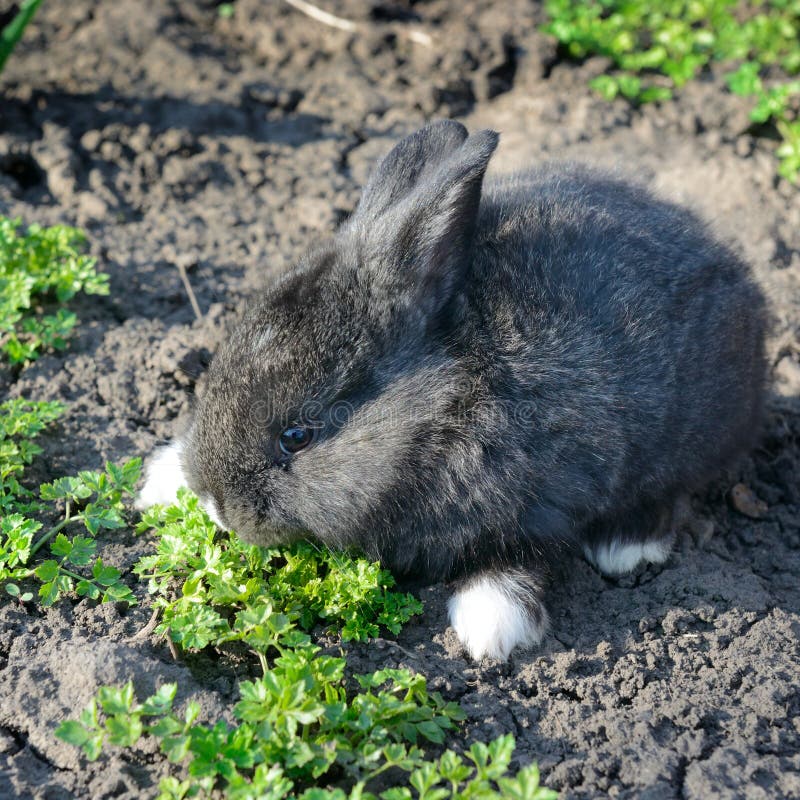 Little rabbit stock image. Image of cony, grey, jackrabbit - 49254195