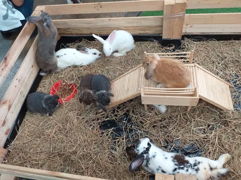 The Little Rabbit Family stock image. Image of bunny - 157595641