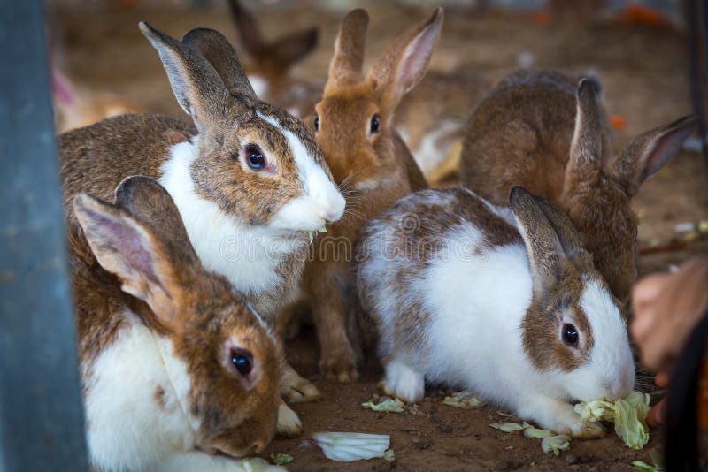 Little Rabbit,Rabbits in the Farm Stock Image - Image of grass, field ...