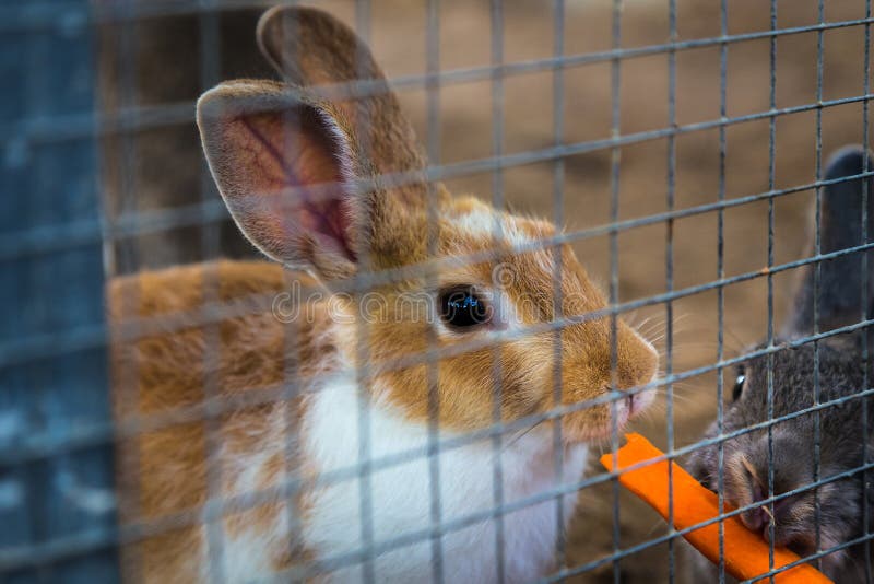 Little Rabbit stock photo. Image of flowers, animal, white - 26629130