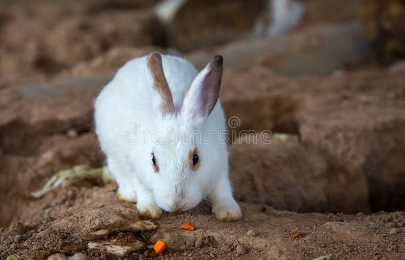 Little Rabbit stock photo. Image of flowers, animal, white - 26629130