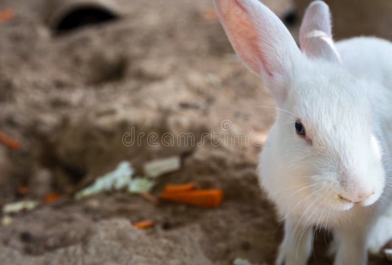 Little Rabbit,Rabbit in the Farm Stock Image - Image of eating, hare ...