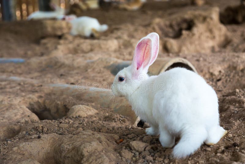 Little Rabbit,Rabbit in the Farm Stock Image - Image of lawn, nature ...