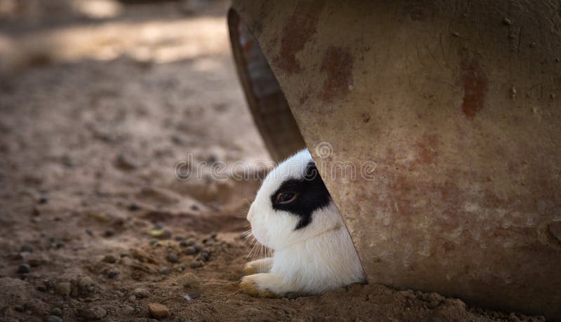 Little Rabbit stock photo. Image of flowers, animal, white - 26629130
