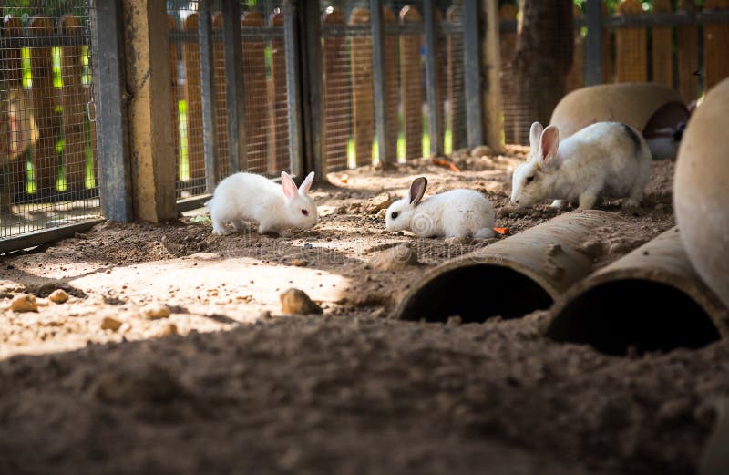 Little Rabbit stock photo. Image of flowers, animal, white - 26629130