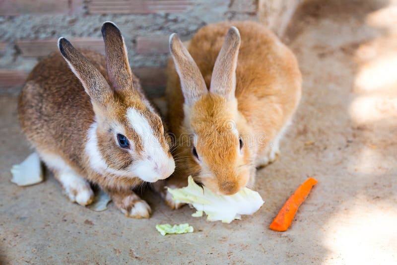 Little Rabbit,Rabbit in the Farm Stock Image - Image of green, hare ...
