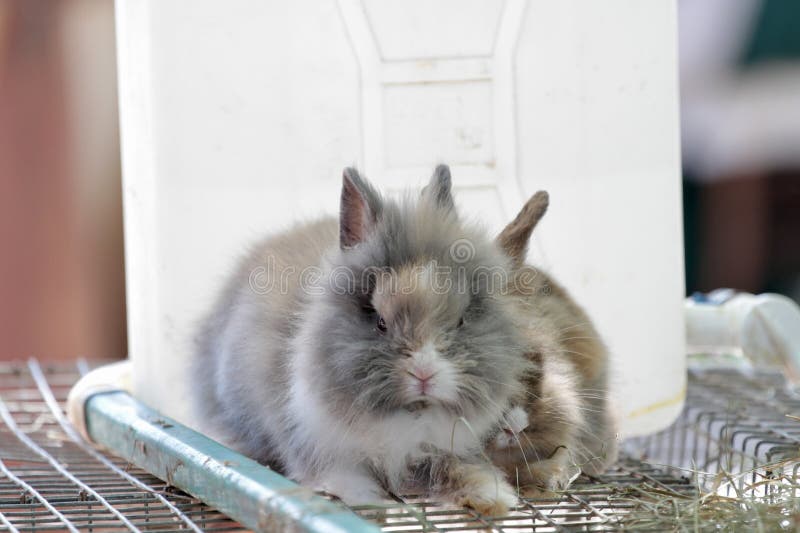 Little rabbit on a farm stock photo. Image of garden - 314699620