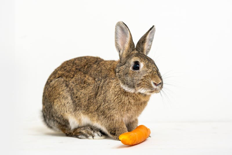 Red Dwarf Domestic Rabbit Against White Background Stock Image - Image ...