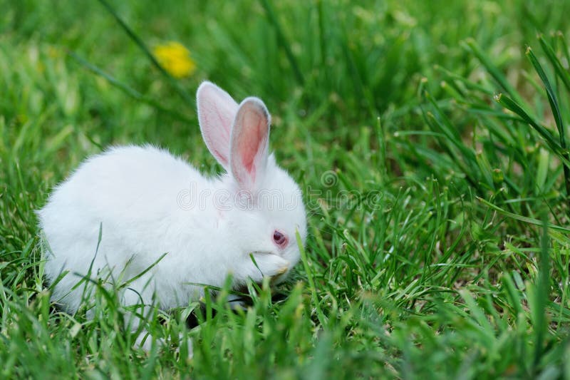 Little rabbit on the field stock photo. Image of charm - 87707814