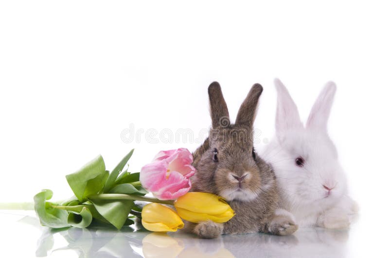 Little rabbit and flowers stock photo. Image of flower - 18528530