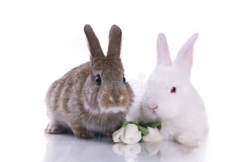 Little rabbit and flowers stock photo. Image of easter - 18528682