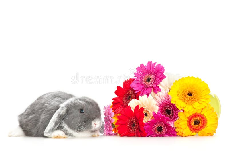 Little Rabbit stock photo. Image of flowers, animal, white - 26629130