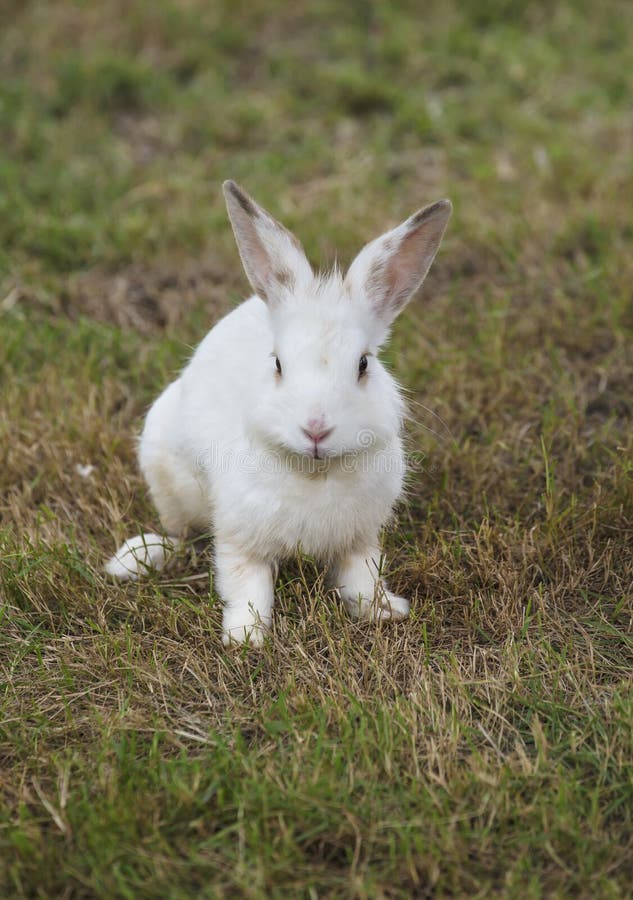 Little rabbit stock photo. Image of small, furry, rodent - 34901474