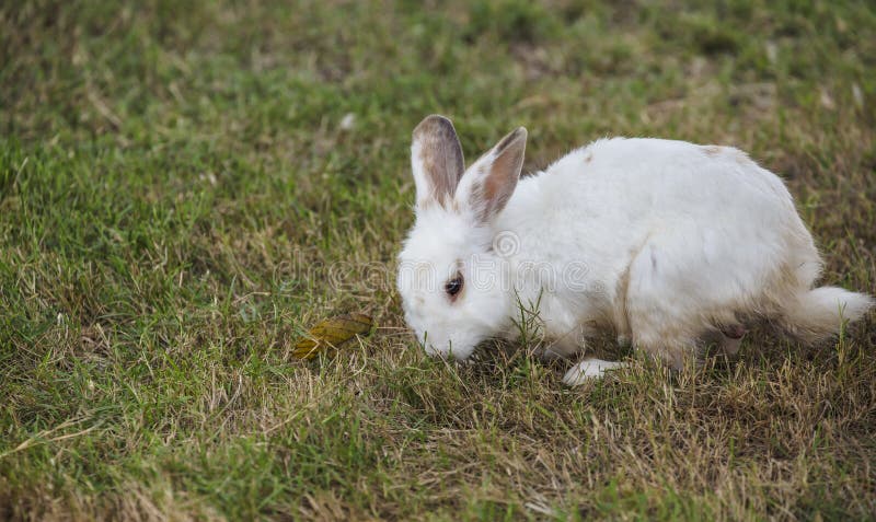 Little rabbit stock image. Image of small, lawn, food - 34901553