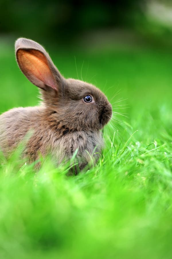 Little rabbit in grass stock photo. Image of beautiful - 112455444