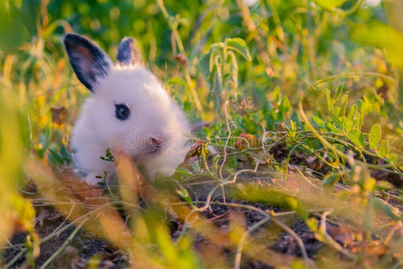 Little rabbit stock image. Image of fine, family, curiosity - 58423947