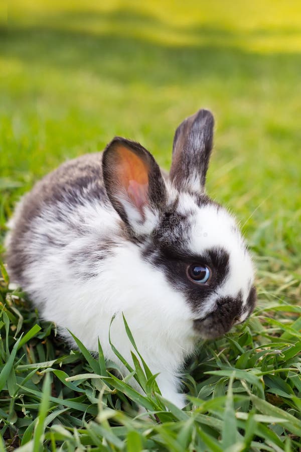 Little Rabbit stock photo. Image of flowers, animal, white - 26629130