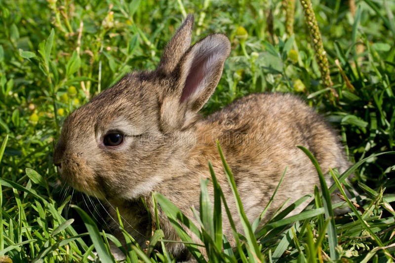 Little Rabbit on Green Grass Stock Image - Image of rabbit, animals ...