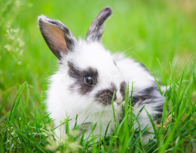 White rabbit on the grass stock image. Image of farm, bunny - 1747633