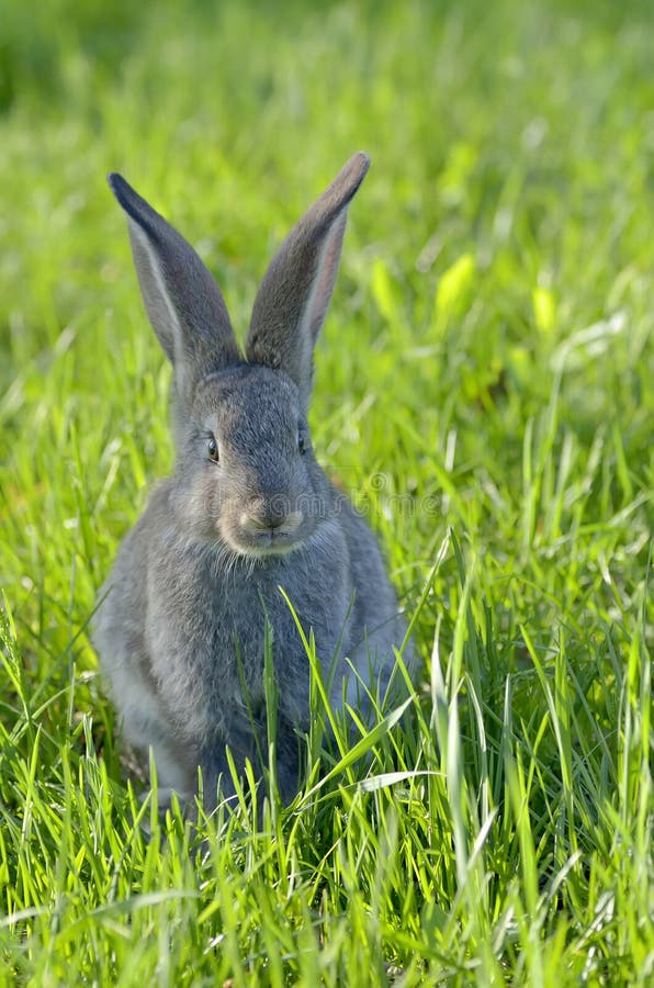 Little rabbit stock photo. Image of animals, nature, farm - 42739960