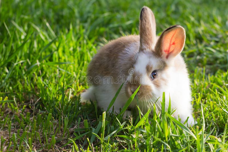 Little rabbit stock image. Image of baby, mammal, fluffy - 69552669