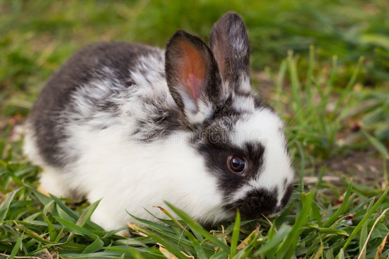 Little Rabbit stock photo. Image of flowers, animal, white - 26629130