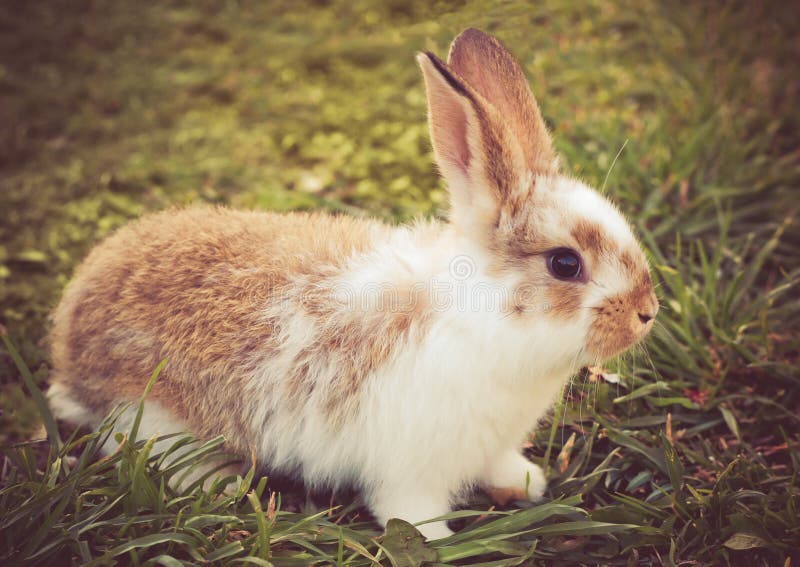 Little Rabbit stock photo. Image of flowers, animal, white - 26629130