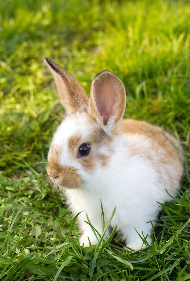 Little Rabbit stock photo. Image of flowers, animal, white - 26629130