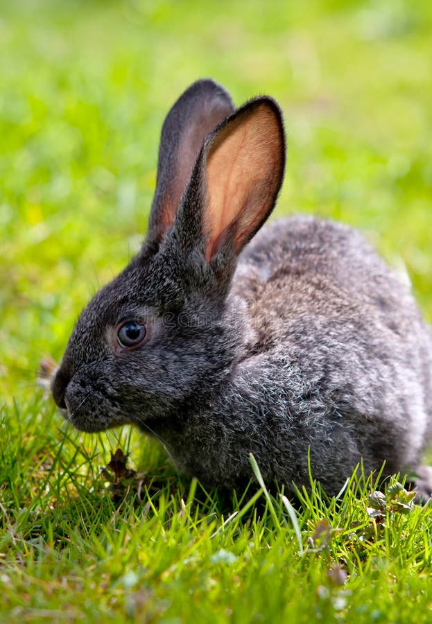 Little rabbit stock photo. Image of full, brown, watching - 69425694