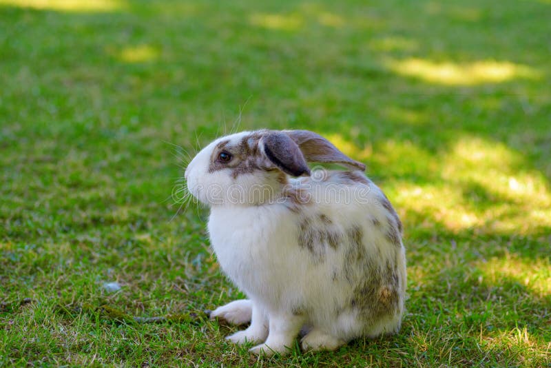 Little Rabbit on Green Grass Background. Stock Photo - Image of little ...