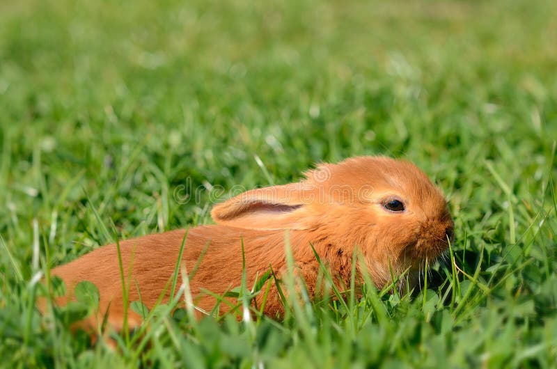 Little Rabbit on Green Grass Stock Photo - Image of baby, cute: 49726846