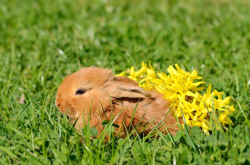Little Rabbit on Green Grass Stock Image - Image of furry, grey: 49726935