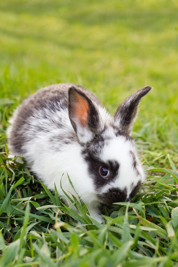 Little Rabbit stock photo. Image of flowers, animal, white - 26629130