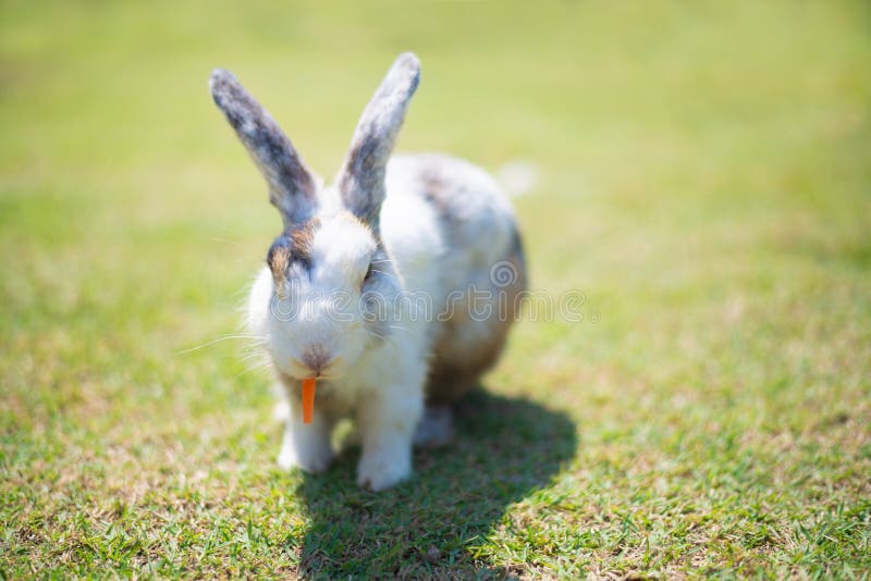 Little Rabbit on Green Grass Field Stock Photo - Image of grass, farm ...