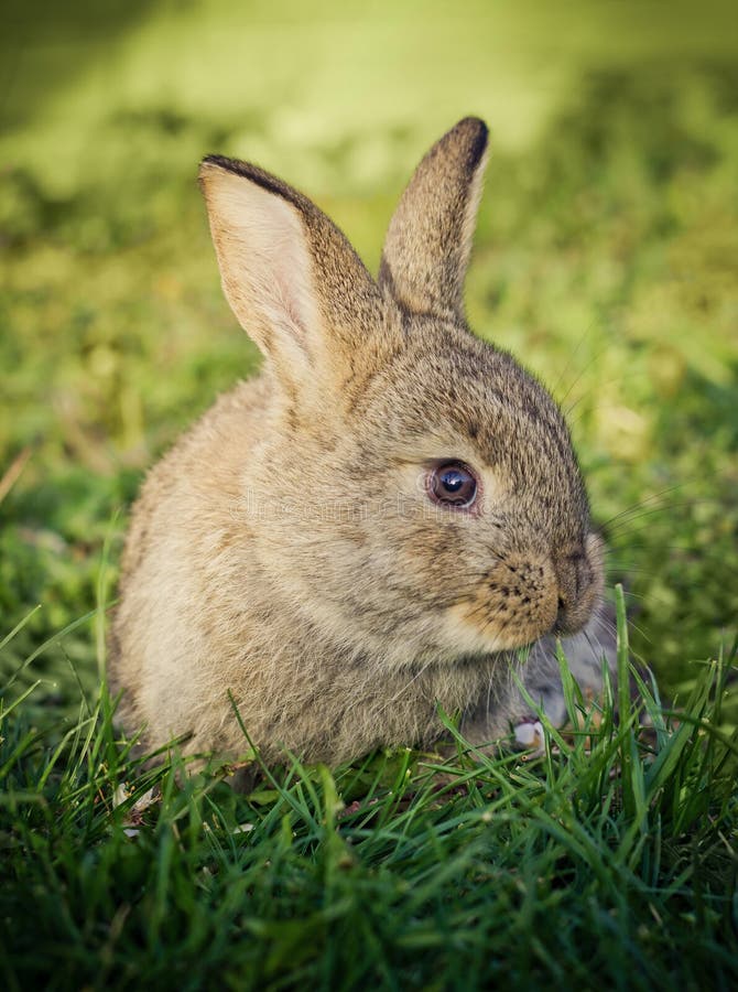 Rabbit in green grass stock photo. Image of background - 14575118