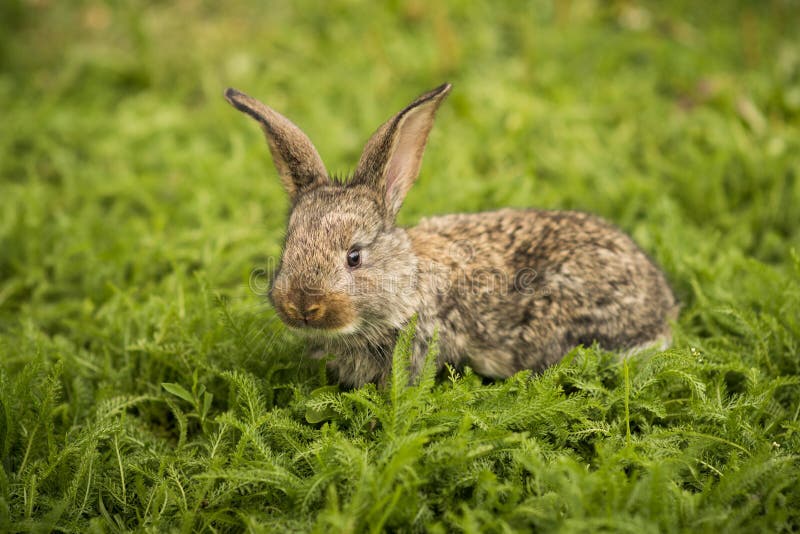 Little Rabbit on Green Grass Stock Image - Image of animal, easter ...