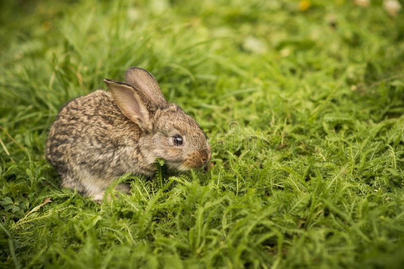 Little Rabbit on Green Grass Stock Photo - Image of rodent, tender ...