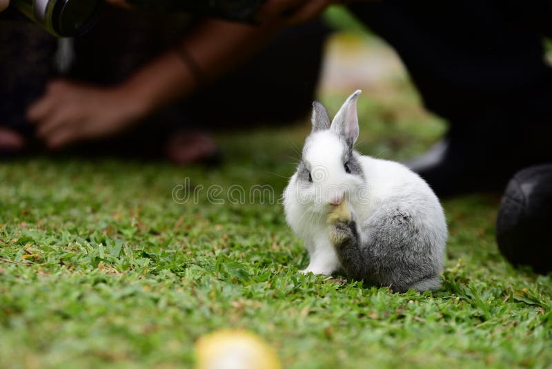 Little Rabbit on Green Grass Stock Image - Image of cottontail, little ...