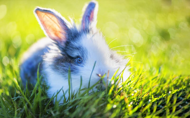 Little Rabbit on Green Grass in Spring Day Stock Image - Image of ...