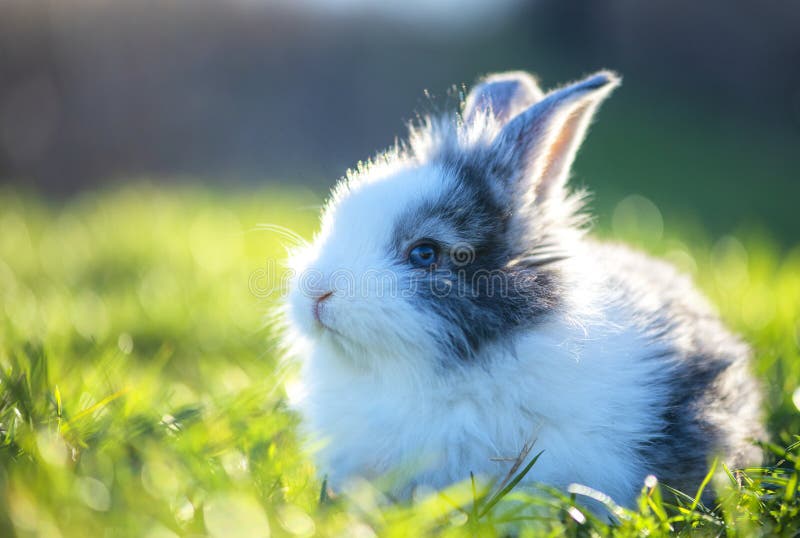 Little Rabbit on Green Grass in Spring Day Stock Image - Image of furry ...