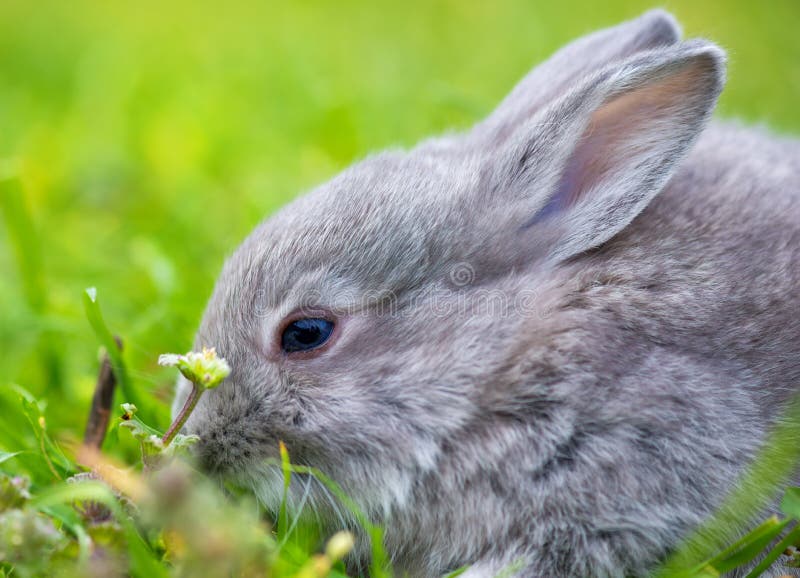 Little Rabbit on Green Grass in a Spring Day Stock Image - Image of ...