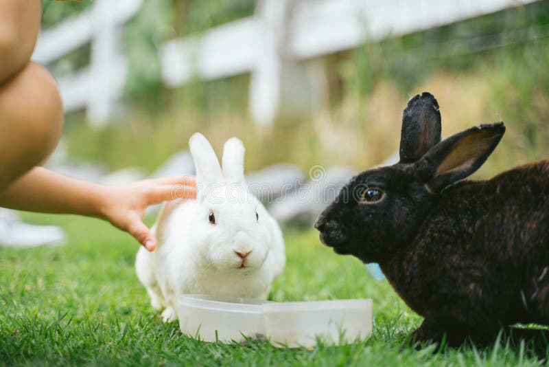 Little Rabbit on Green Grass in Summer Day Stock Photo - Image of green ...